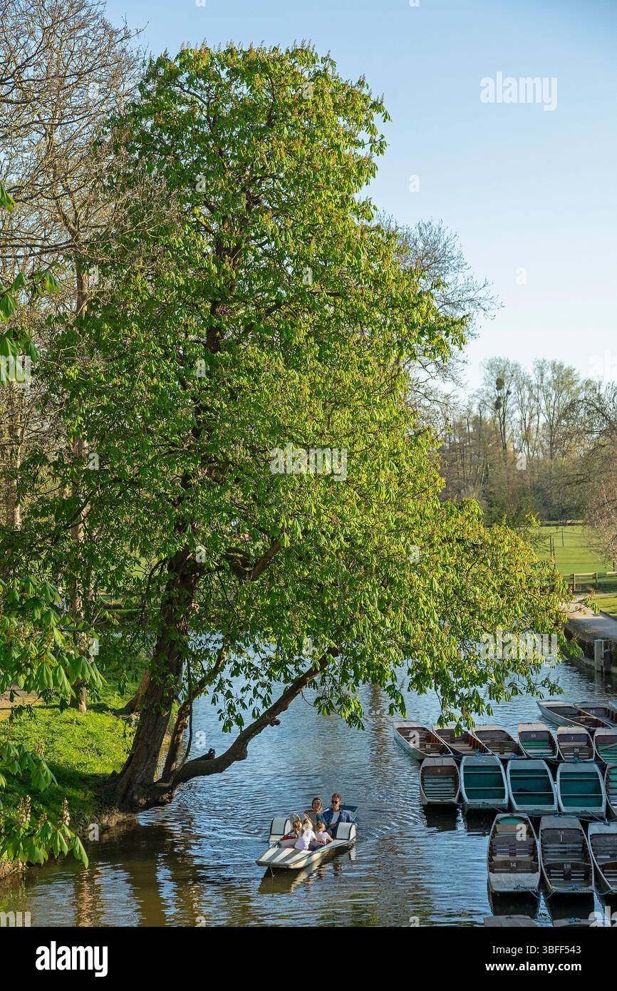 Tree, boats, pedal boat, River Cherwell, Oxford, England, Great Britain ...