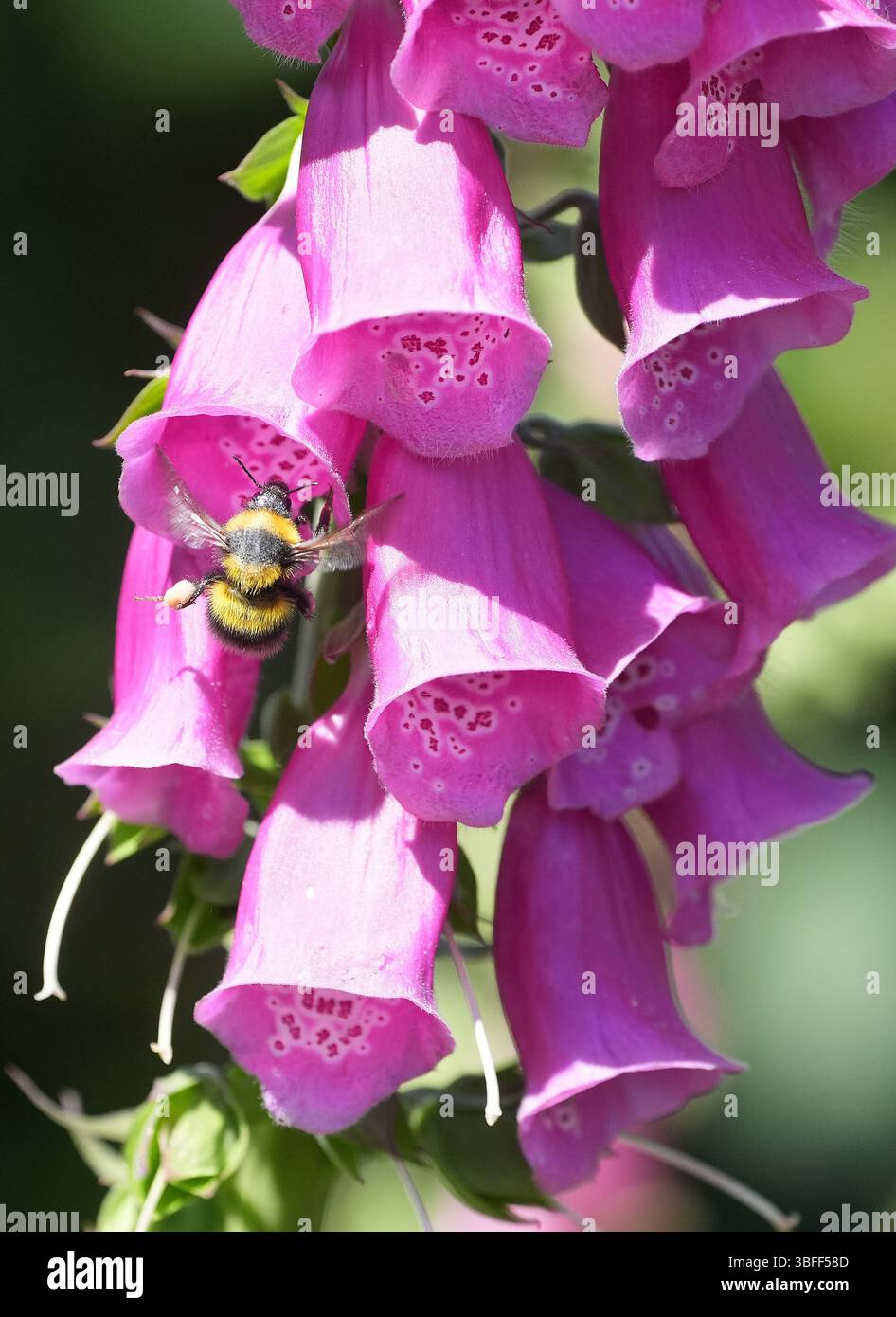 A bee collecting pollen from foxglove flowers in Dublin's botanical ...