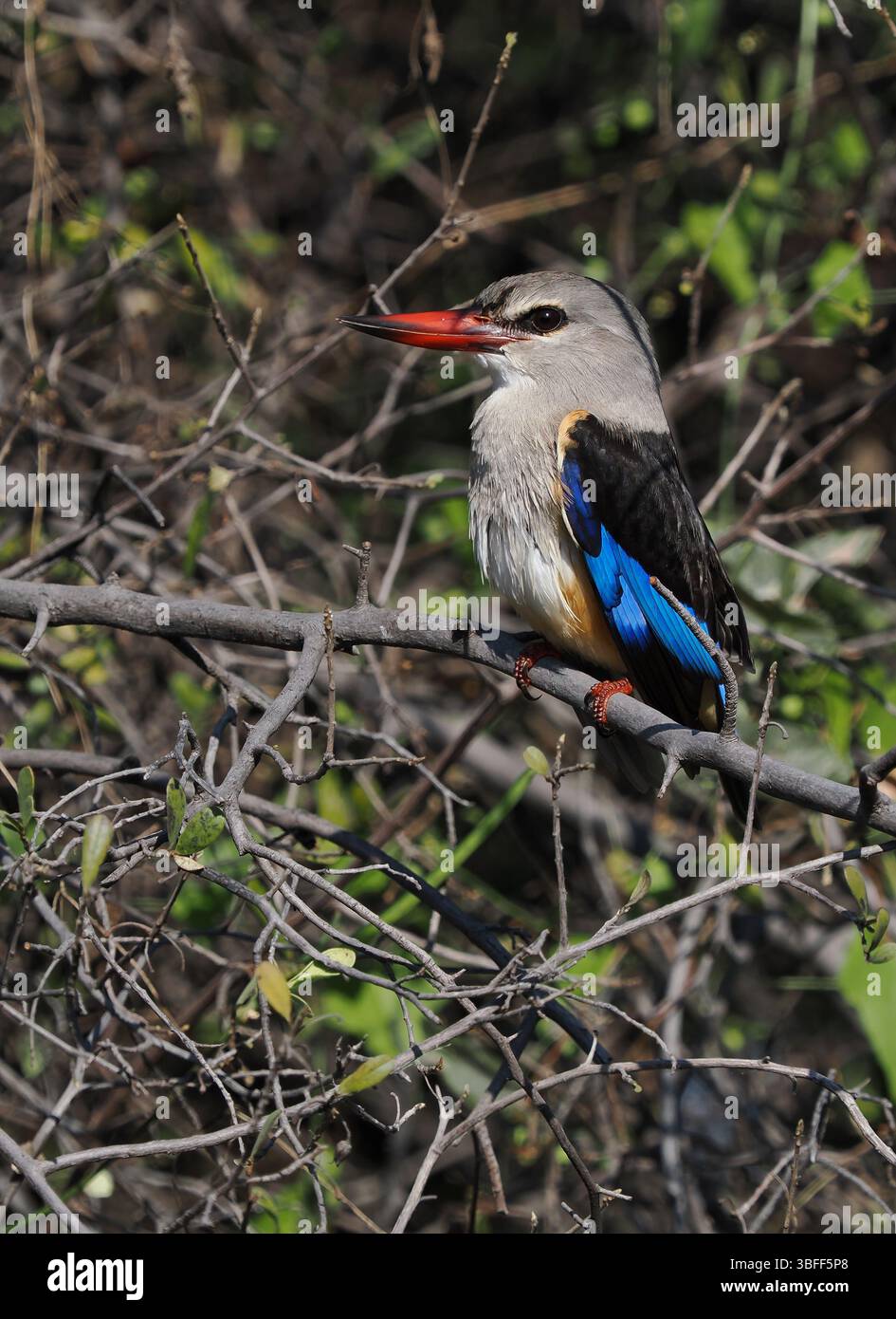 The bill of adult grey-headed kingfisher is all red, identifying this ...