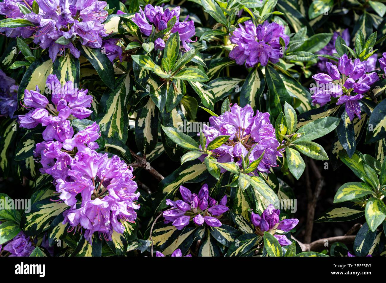 Rhododendron, Goldfinger, variegated, Ericaceae. Variegated green and ...