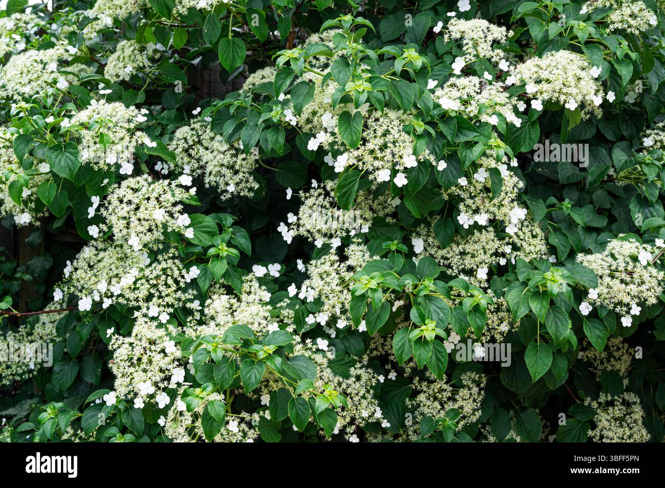 White flowers of Hydrangea Anomala Petiolaris during late spring Stock ...