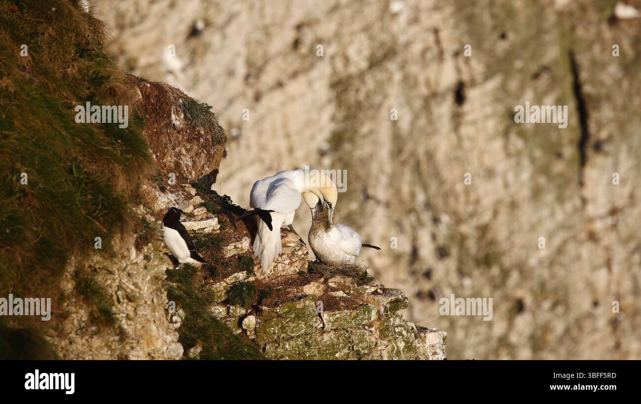 Northern gannets on nesting hi-res stock photography and images - Alamy