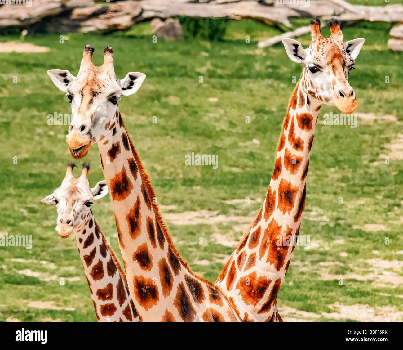 Elegant Giraffe Family Portrait: Majestic Trio in Natural Habitat ...