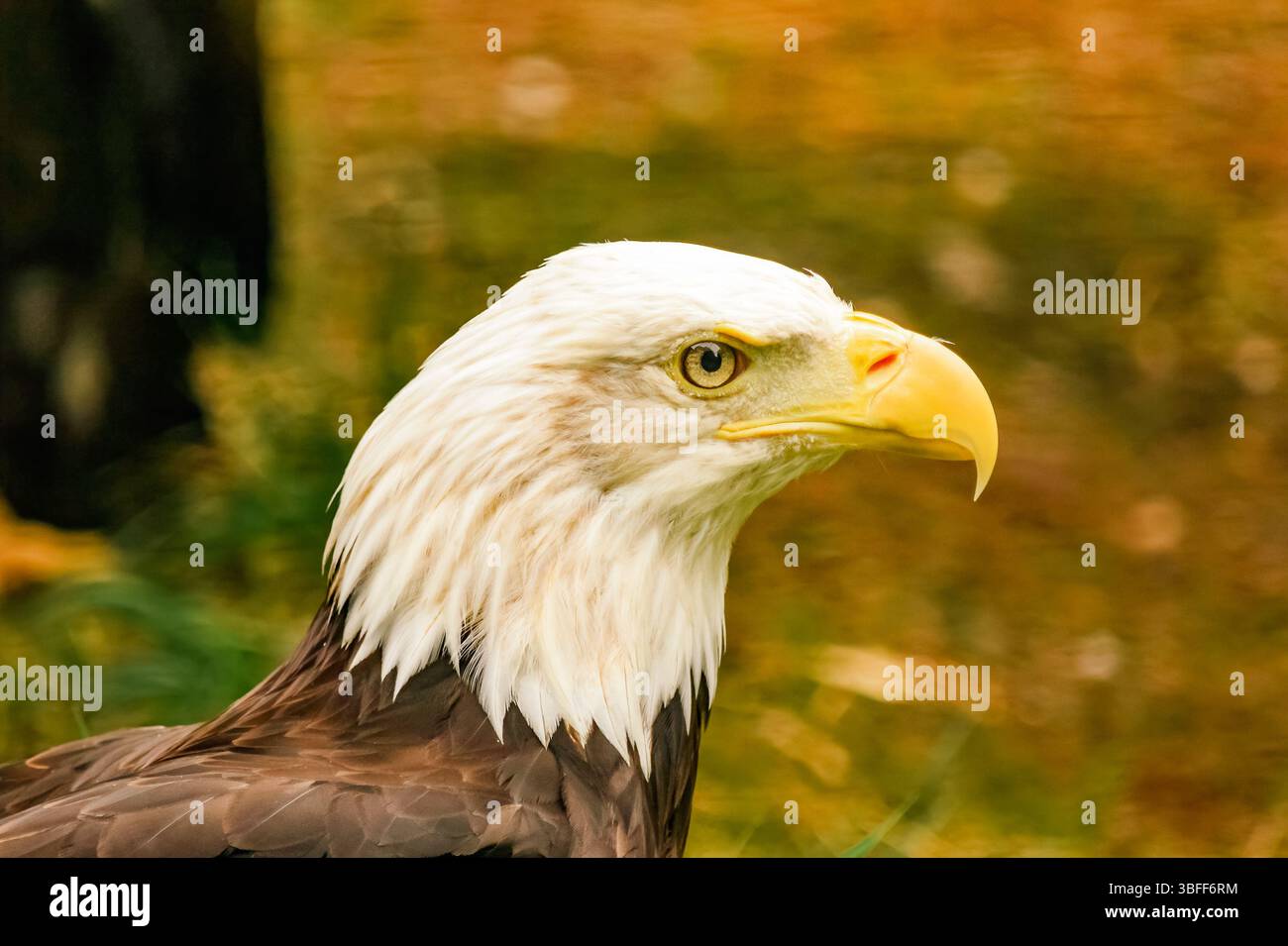 Magnificent Bald Eagle Close-Up: Striking Profile of a Majestic Bird of ...