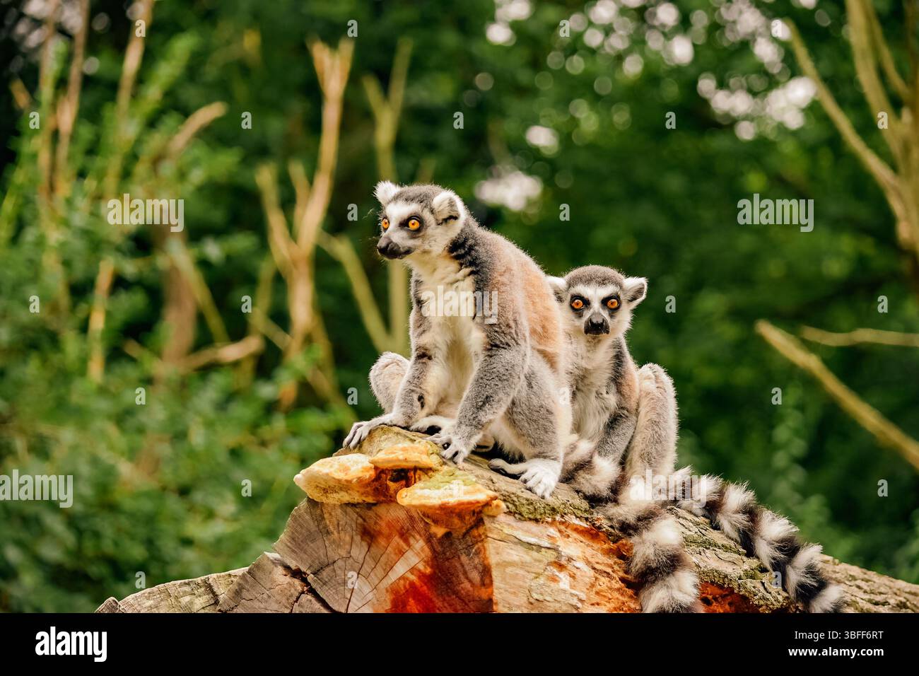 Close up footage cute two hi-res stock photography and images - Alamy