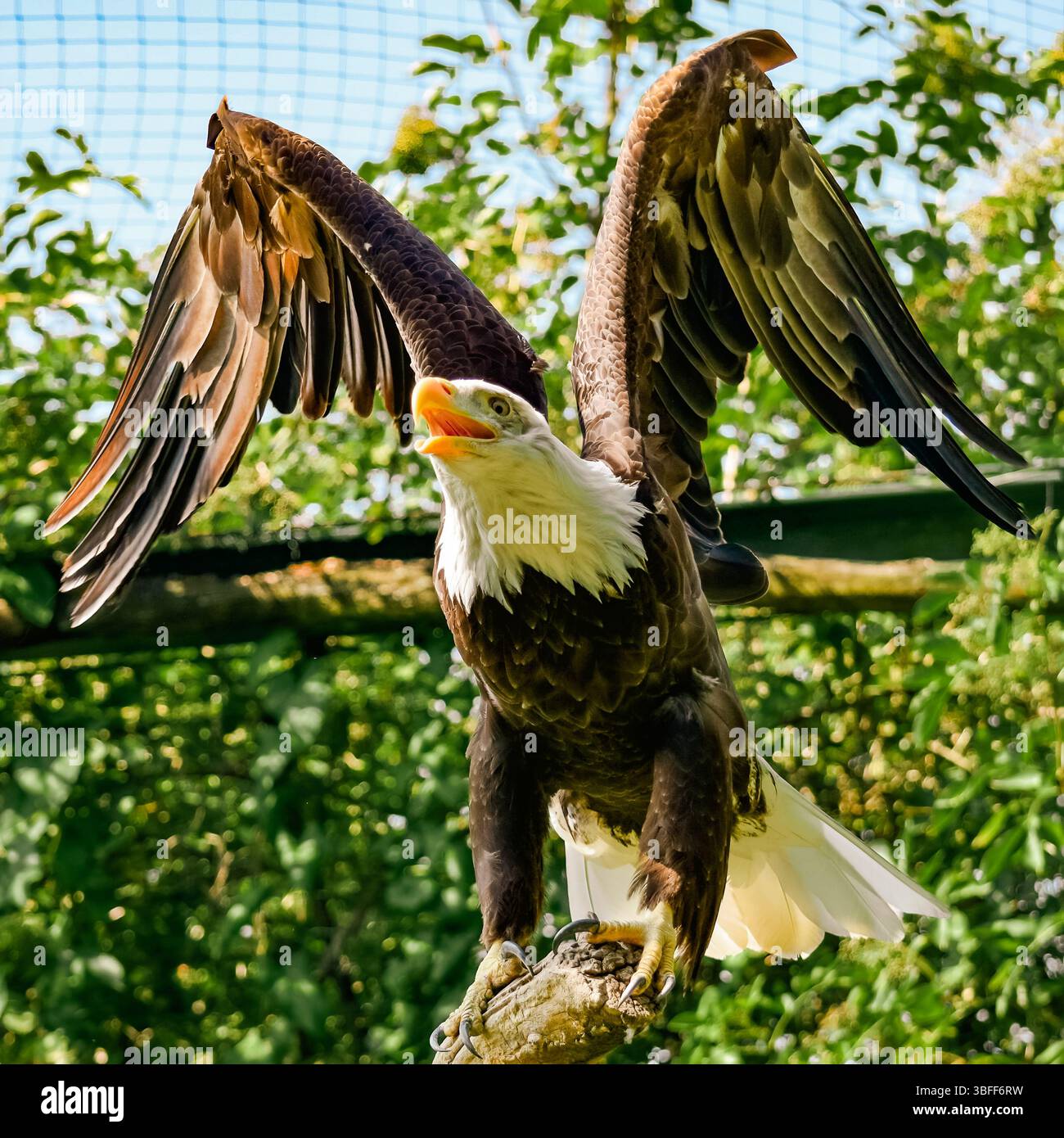 Close-up photo of a bald eagle with its wings fully extended, beak open ...