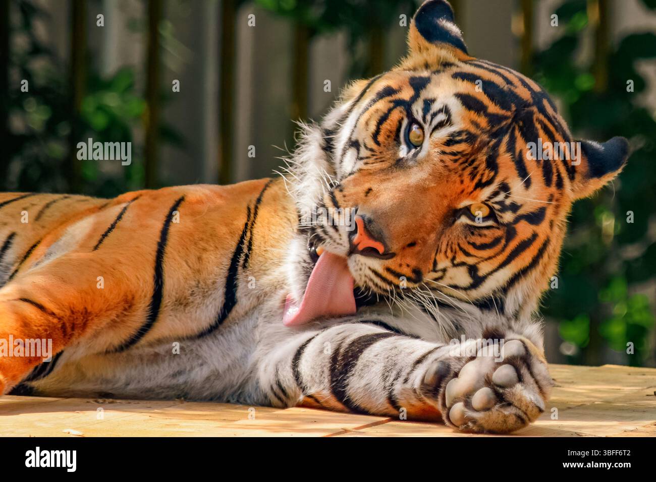 Tiger cinematic hi-res stock photography and images - Alamy