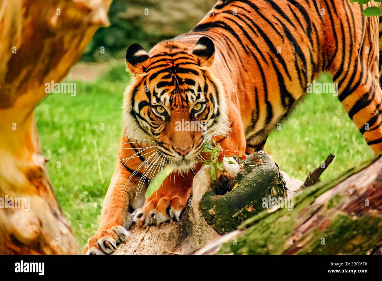 Captivating Bengal Tiger Staring Directly at the Camera: Close-Up of a ...