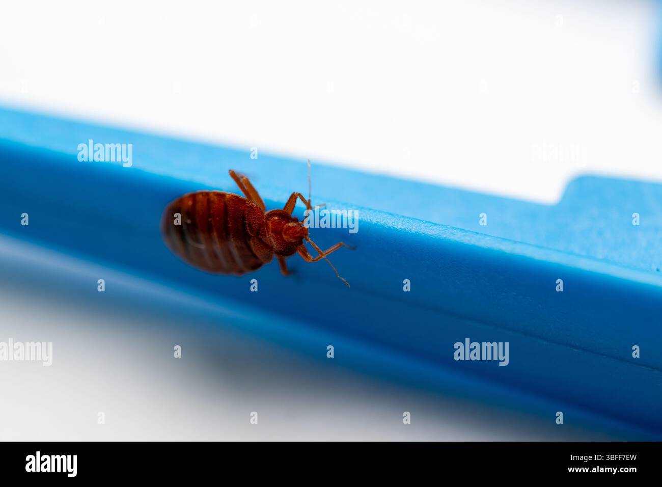 Cimex Lectularius - Bed bug Stock Photo - Alamy