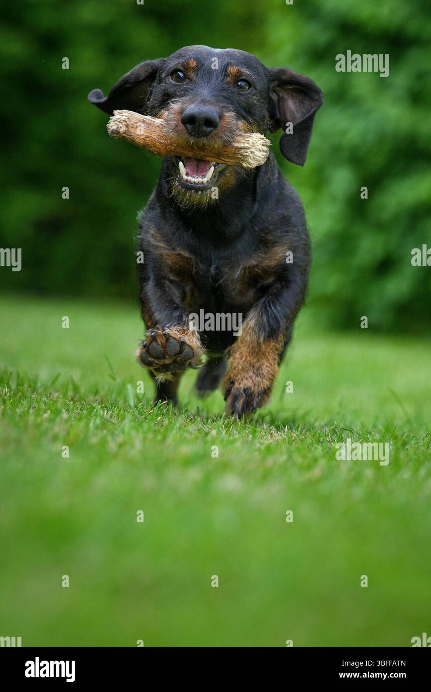 Dackel mit Stöckchen Ein Dackel rennt mit seinem Stöckchen über eine ...