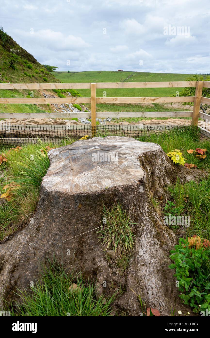 Sycamore Gap on Hadrian's Wall showing the aftermath of the tree ...