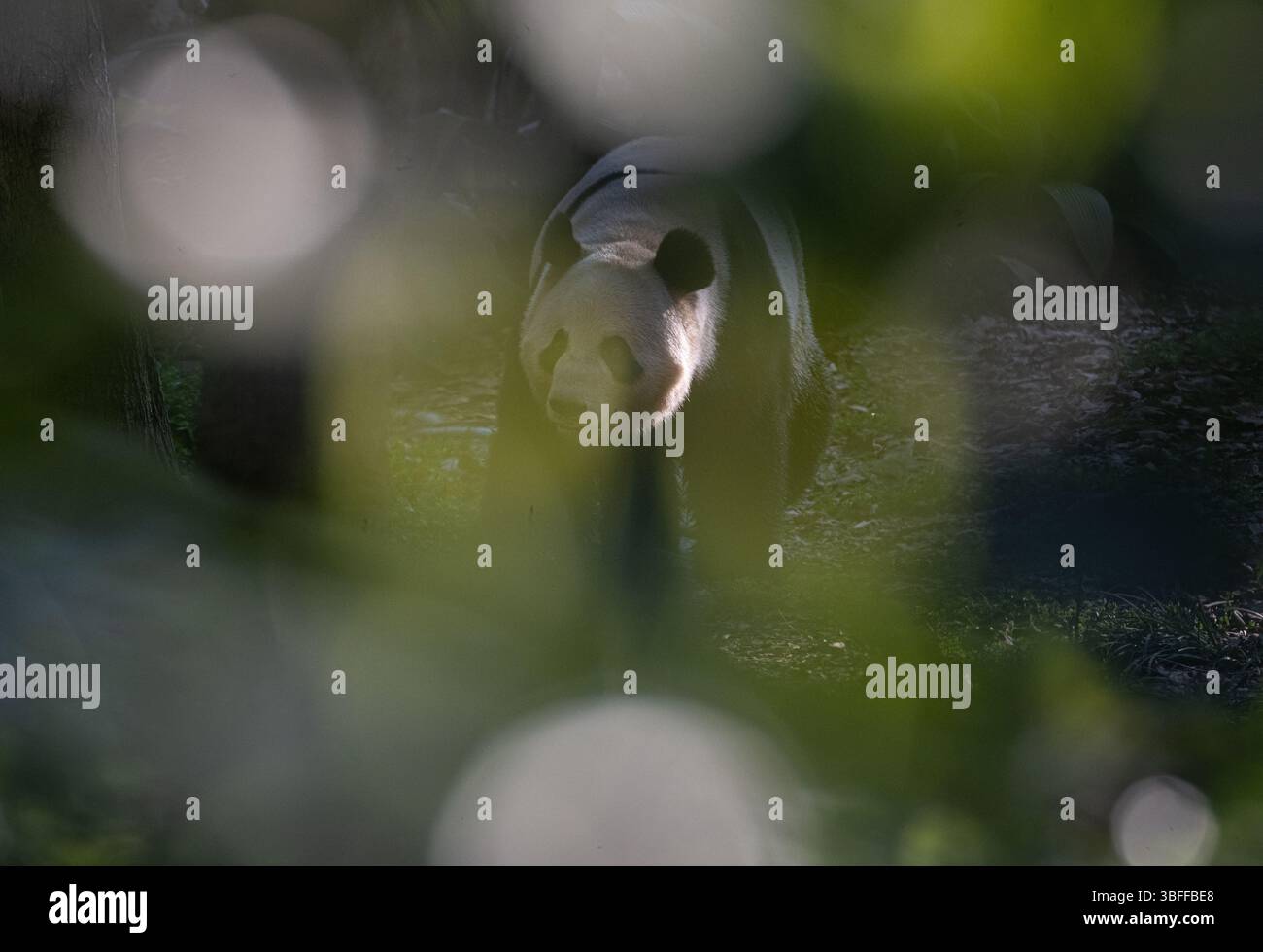 Chengdu research base of giant panda breeding panda valley hi-res stock ...