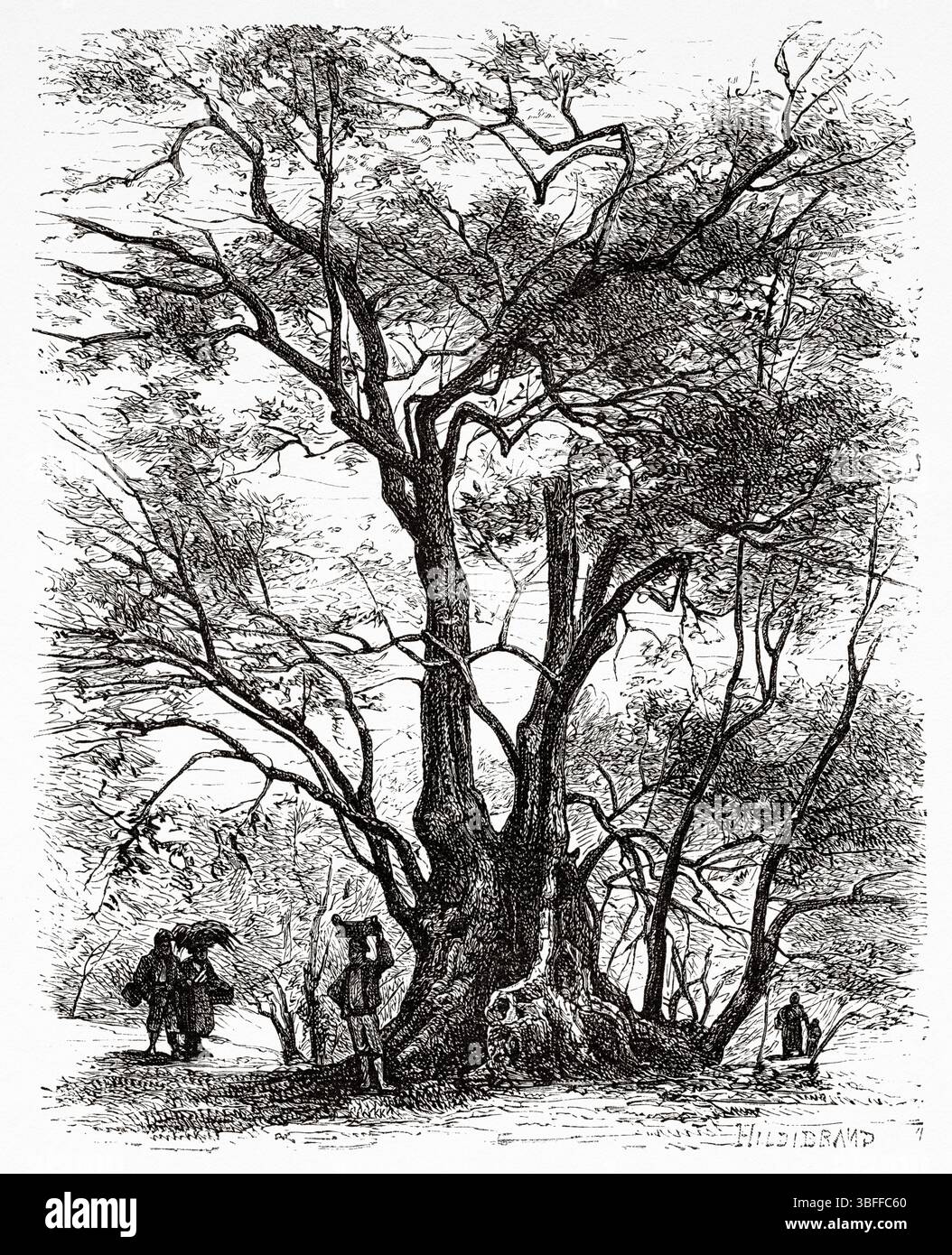 Engraved field scene Cut Out Stock Images & Pictures - Alamy