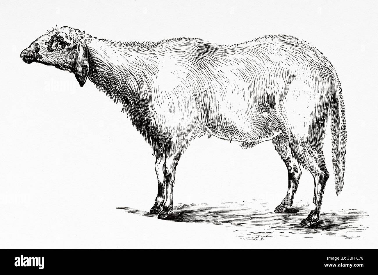 Sheep of the Bishari people, Sudan. Africa. The Heart of Africa. Three ...