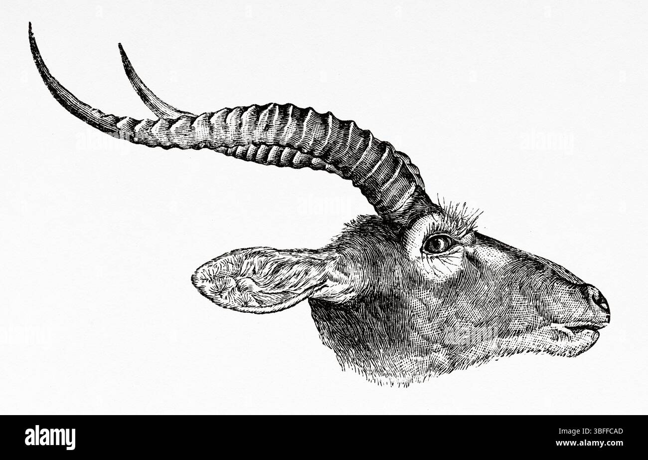 Kobus kob kob Cut Out Stock Images & Pictures - Alamy