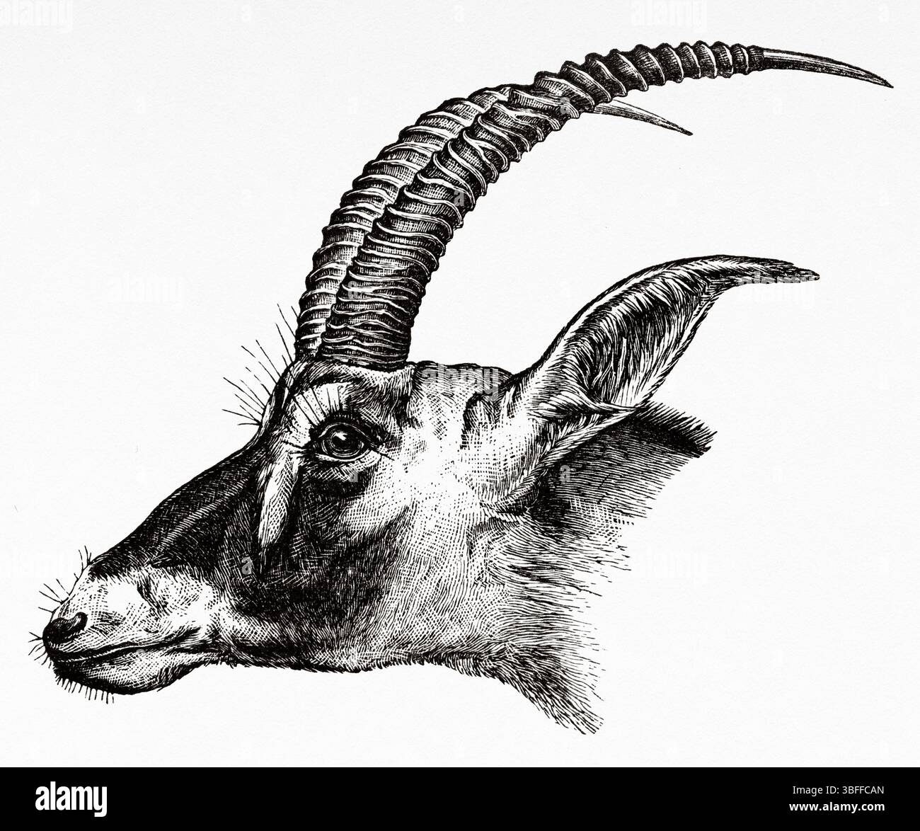 The bluebuck or blue antelope (Hippotragus leucophaeus) is an extinct ...
