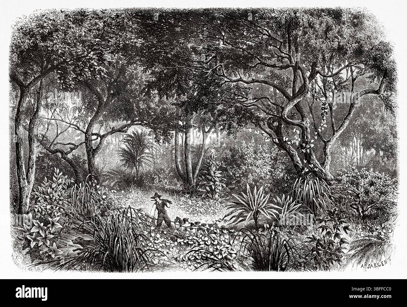 A walk in a forest, South Sudan. Africa. Drawing by Alexandre de Bar ...
