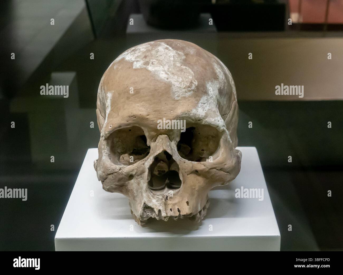 Homo sapiens hi-res stock photography and images - Alamy