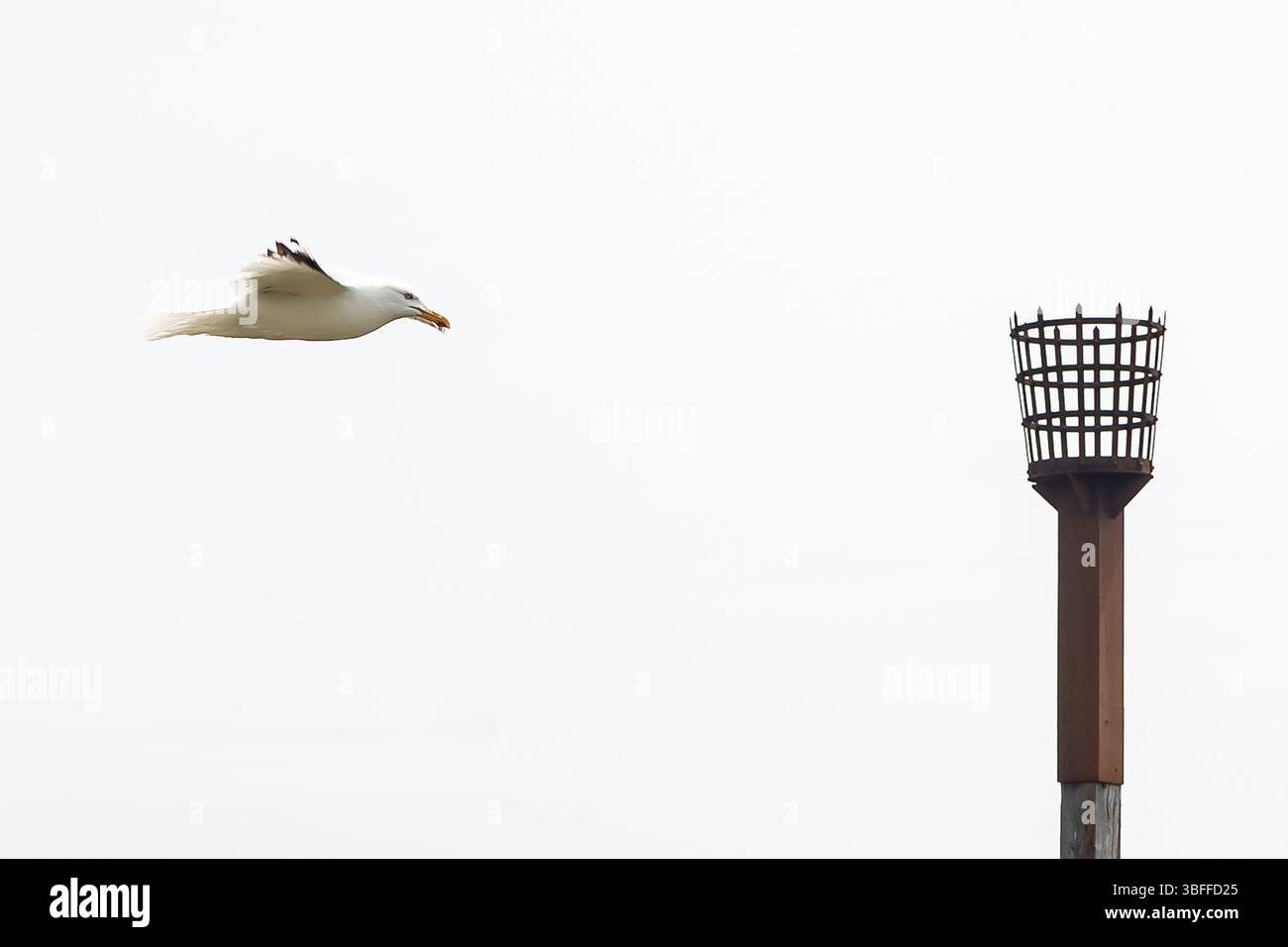 Seabird seagull in flight hi-res stock photography and images - Alamy
