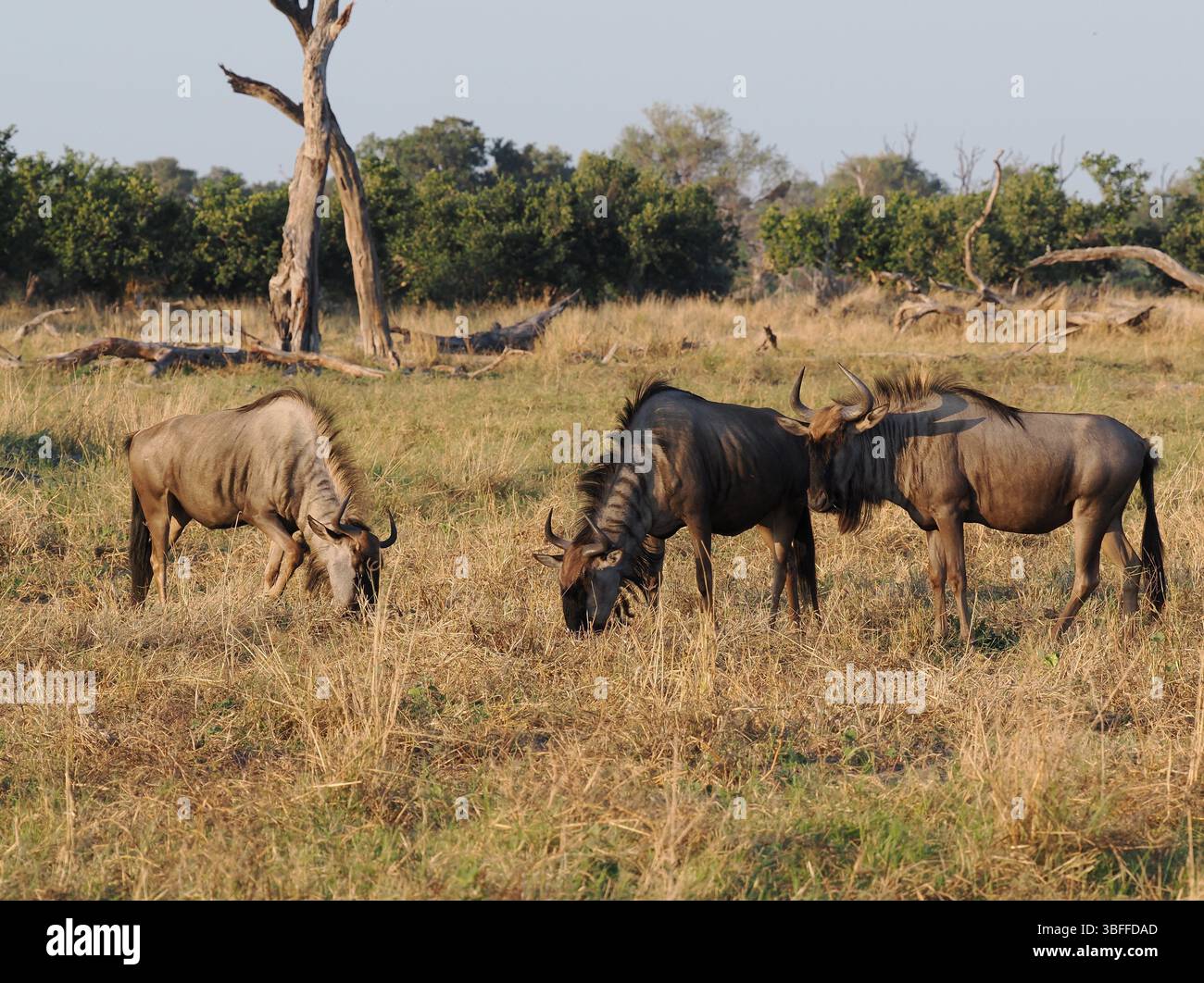 Wildebeest in Botswana do not migrate as there is a permanent source of ...