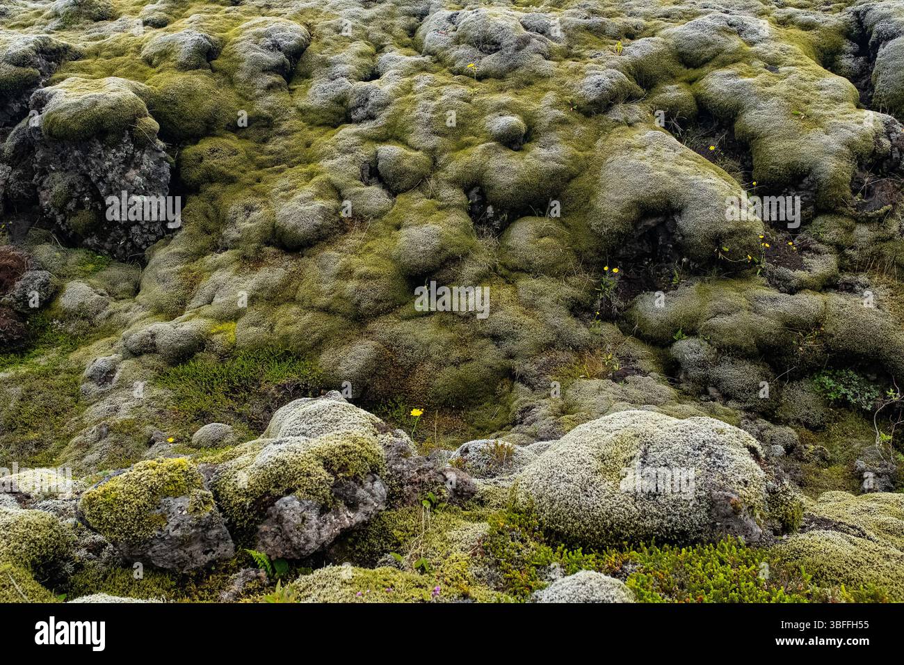 Lava and moss – The lava fields of Iceland Stock Photo - Alamy