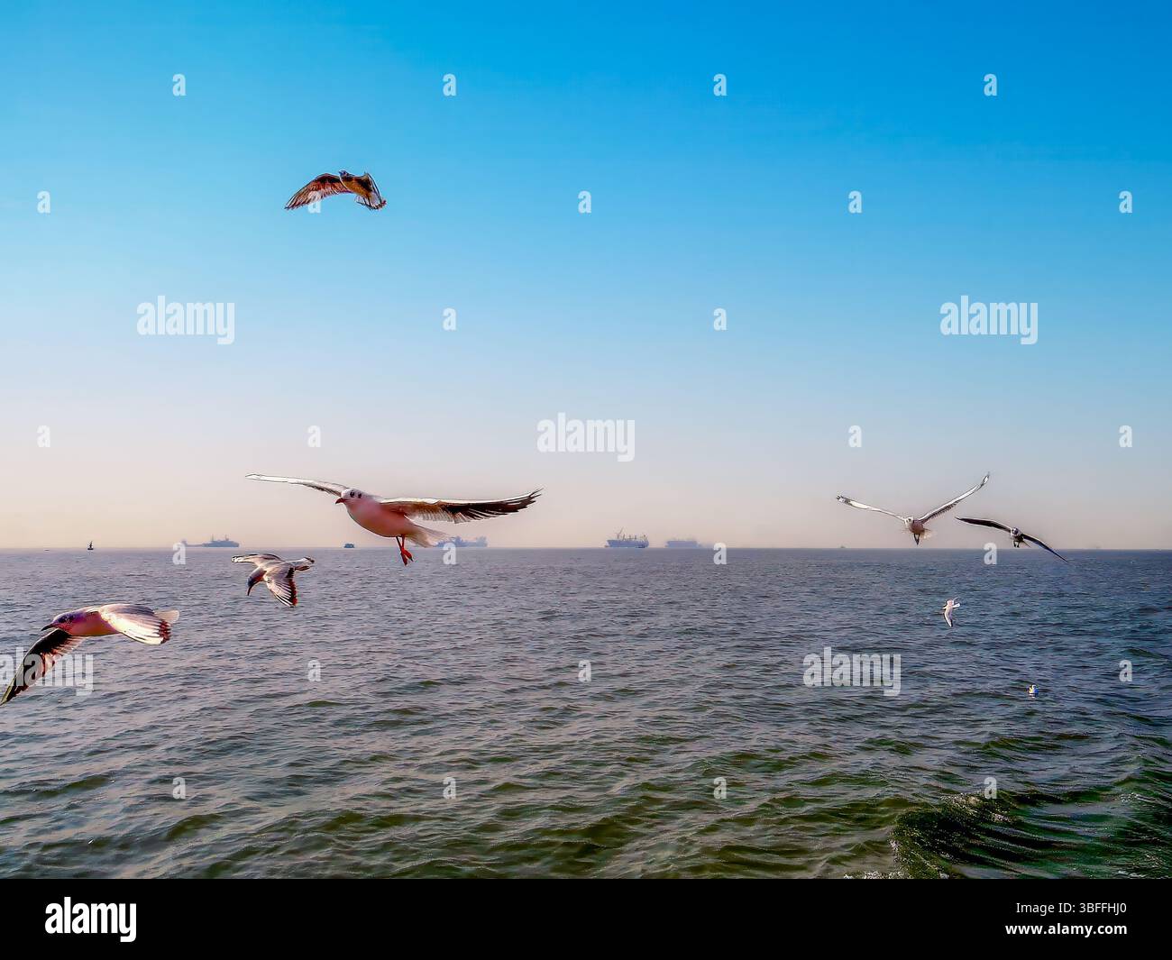 Seagulls fly over atlantic hi-res stock photography and images - Alamy