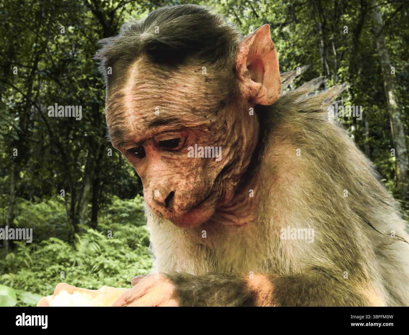Mumbai, India. Red faced monkeys at Elephanta island near Mumbai India ...
