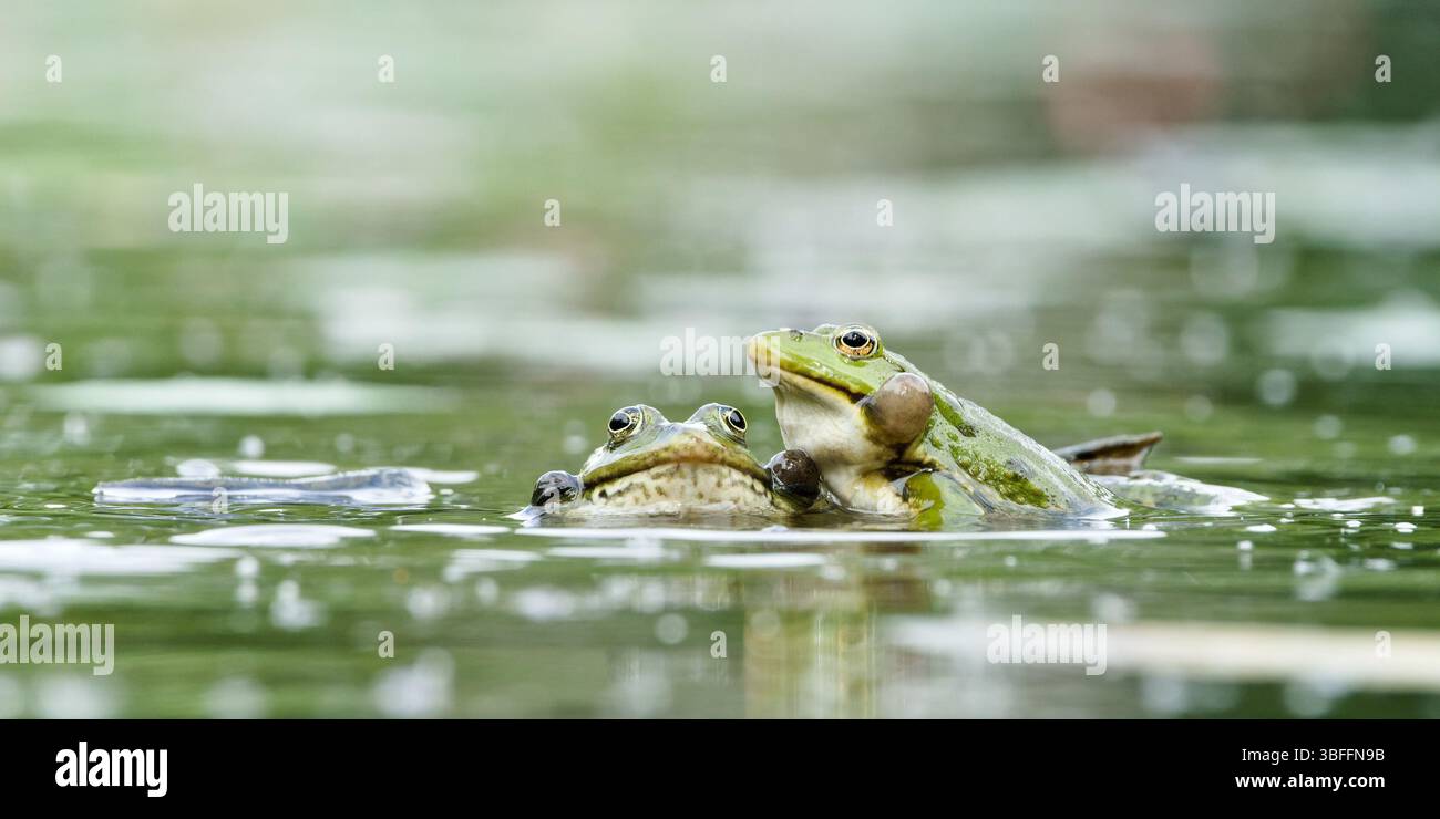 European marsh frog is inflating vocal sacs to attrack a mate. Nature ...