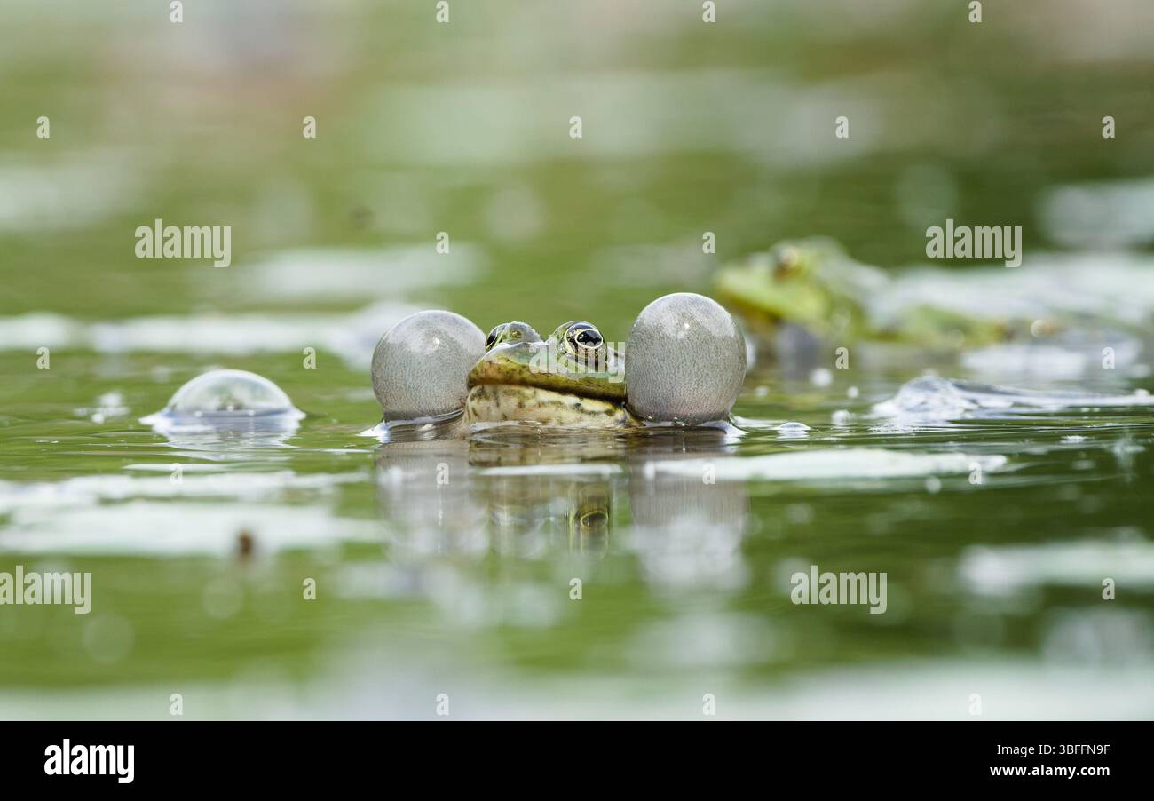 European marsh frog is inflating vocal sacs to attrack a mate. Nature ...