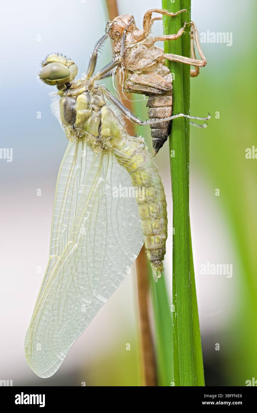 A dragonfly emerges from its nymph stage. Spring in nature of Czech ...