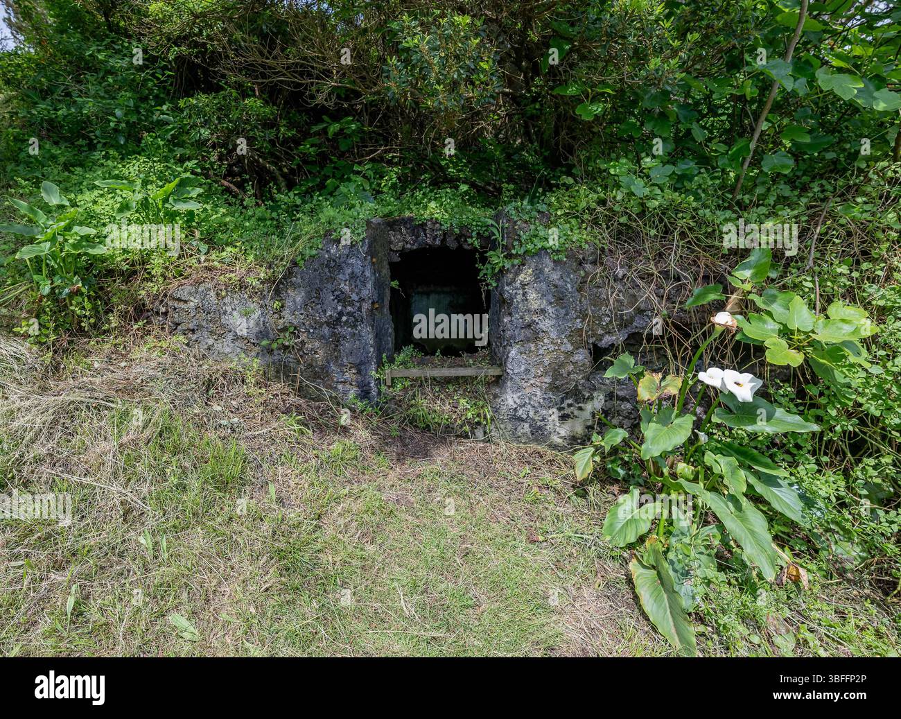 Faial POR, Themenbild Reisen, Insel Faial, Azoren, Portugal, 01.06.2025 ...