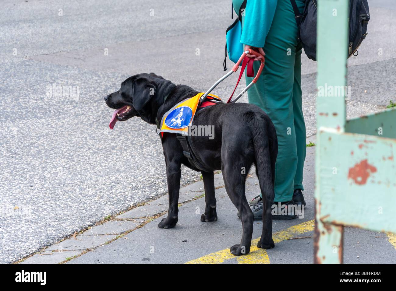 Support for visually impaired dogs hi-res stock photography and images ...