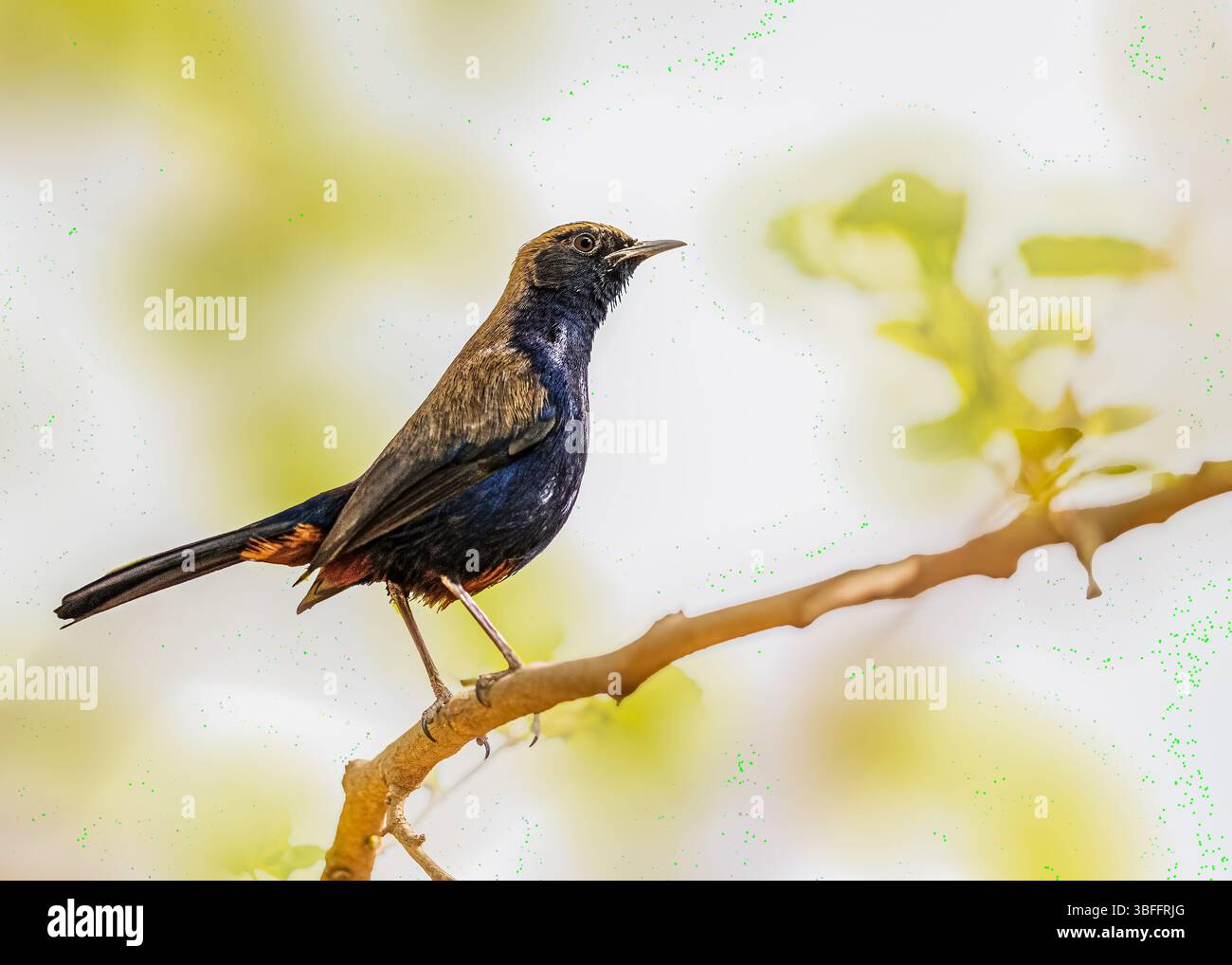 A Indian Robin on a branch Stock Photo - Alamy