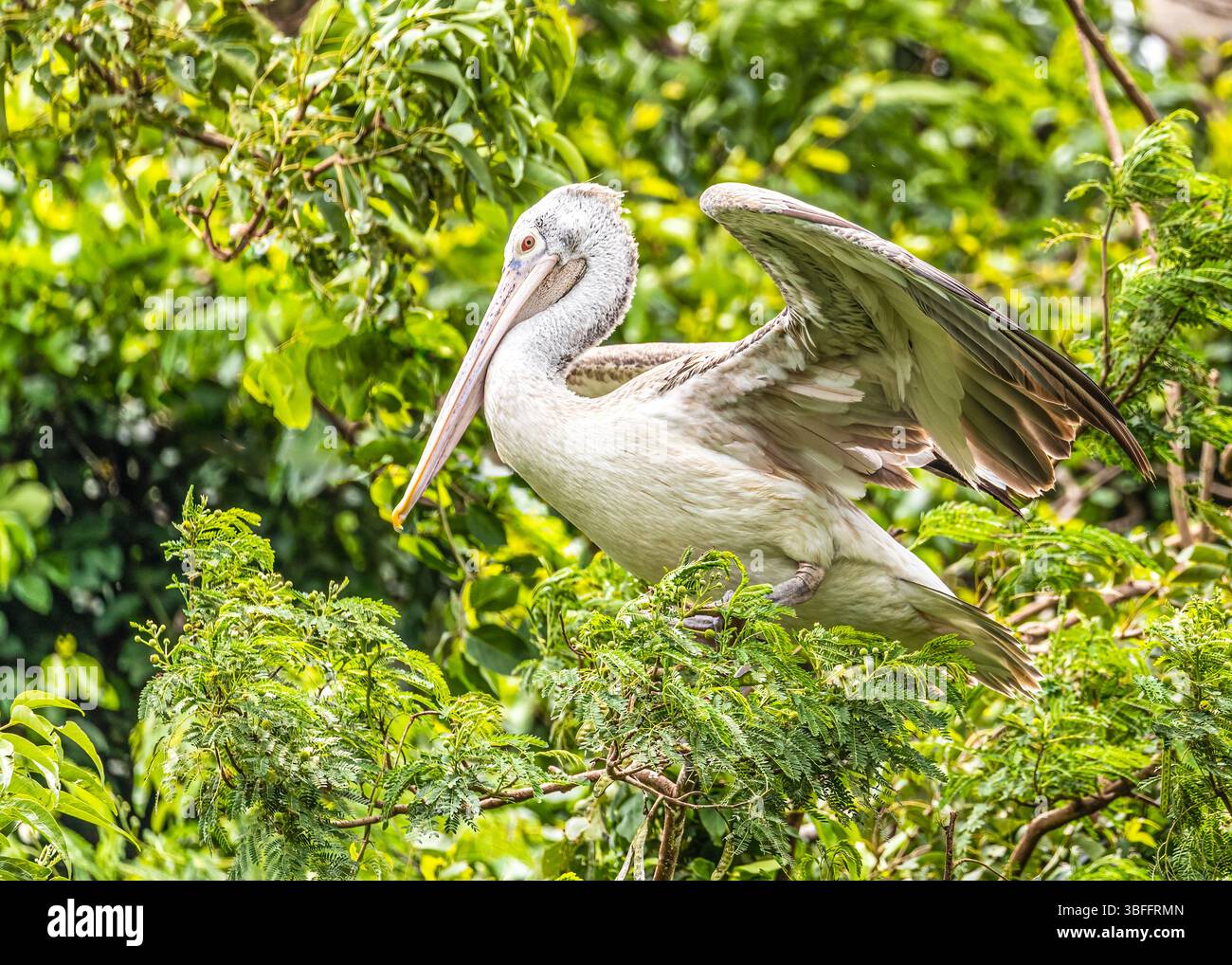 Pelican monkey mia shark hi-res stock photography and images - Alamy