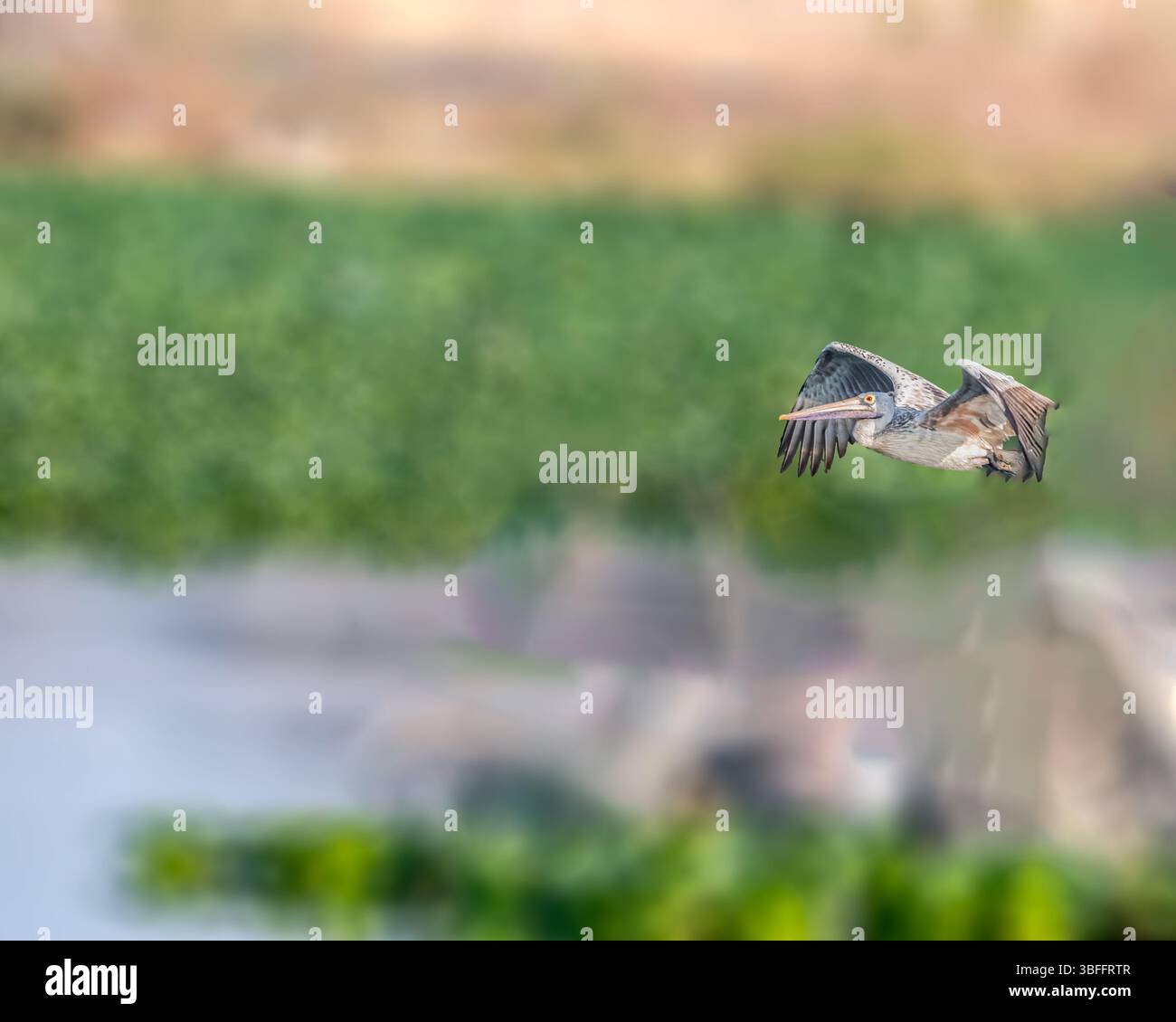 Pelican monkey mia shark hi-res stock photography and images - Alamy