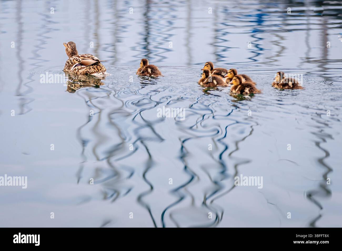 Female Mallard Duck Swimming with Ducklings on Lake Geneva, Switzerland ...