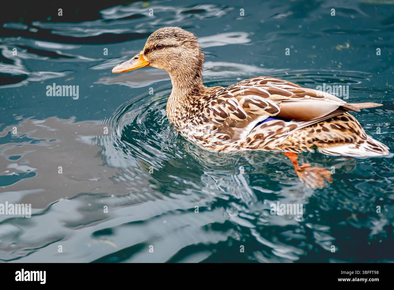 One Female Mallard Duck Swimming in Water. Lake Geneva, Switzerland ...