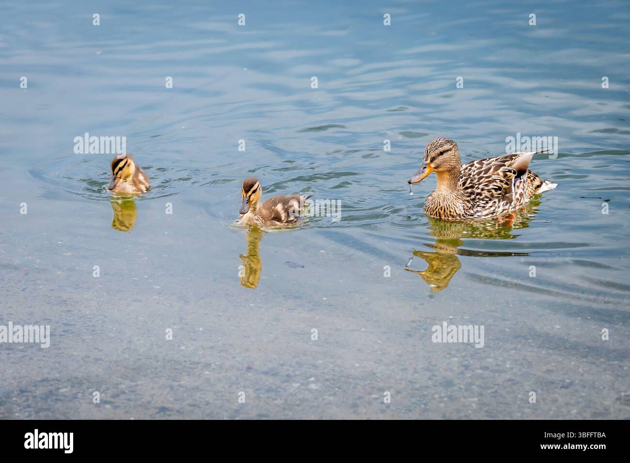 Female Mallard Duck with Two Ducklings Swimming in Water. Lake Geneva ...