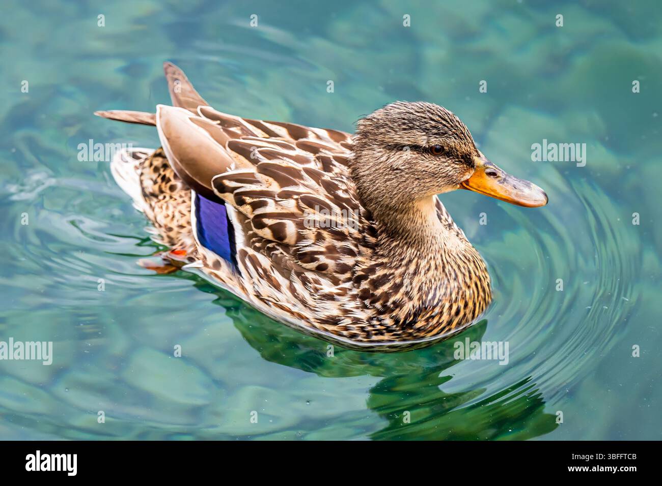 One Female Mallard Duck Swimming in Water. Lake Geneva, Switzerland ...