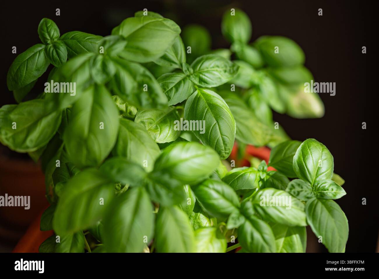 Lush green basil plant thriving in a terracotta pot, displaying vibrant, healthy leaves and ...