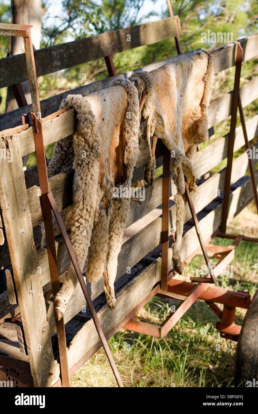 Two freshly sheared sheepskins are drying on a wooden rack attached to ...