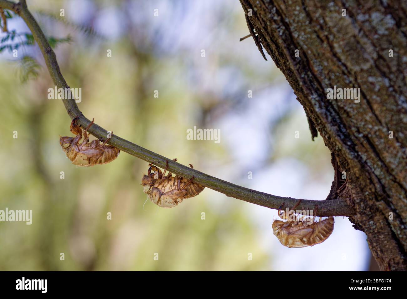 3 cicada exuviae or cigarras clinging to a tree after molting Stock Photo - Alamy