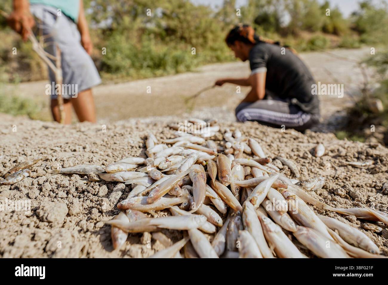 Fishermen collect dead fish near the Iben Najim Marsh in Najaf, Iraq ...