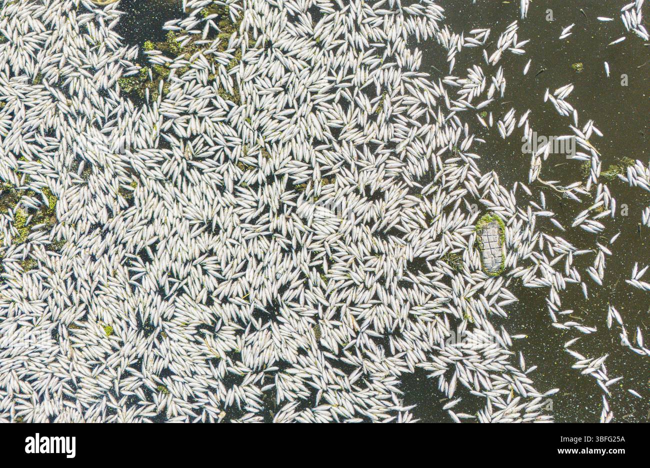 A pool of dead fish rest along the Iben Najim marsh in Najaf, Iraq ...