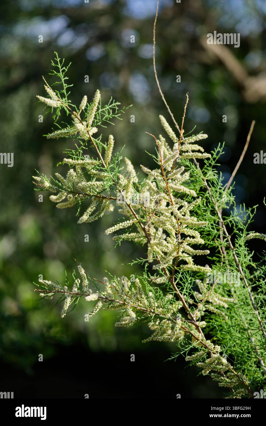 Plant of the species Tamarix gallica, commonly called taray, tamarisk ...