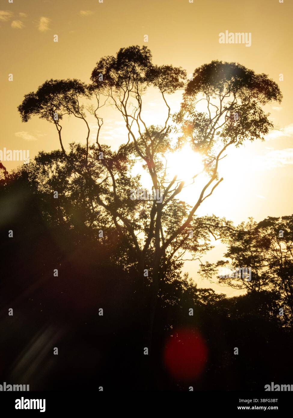 Sunset sky and tree silhouettes hi-res stock photography and images - Alamy