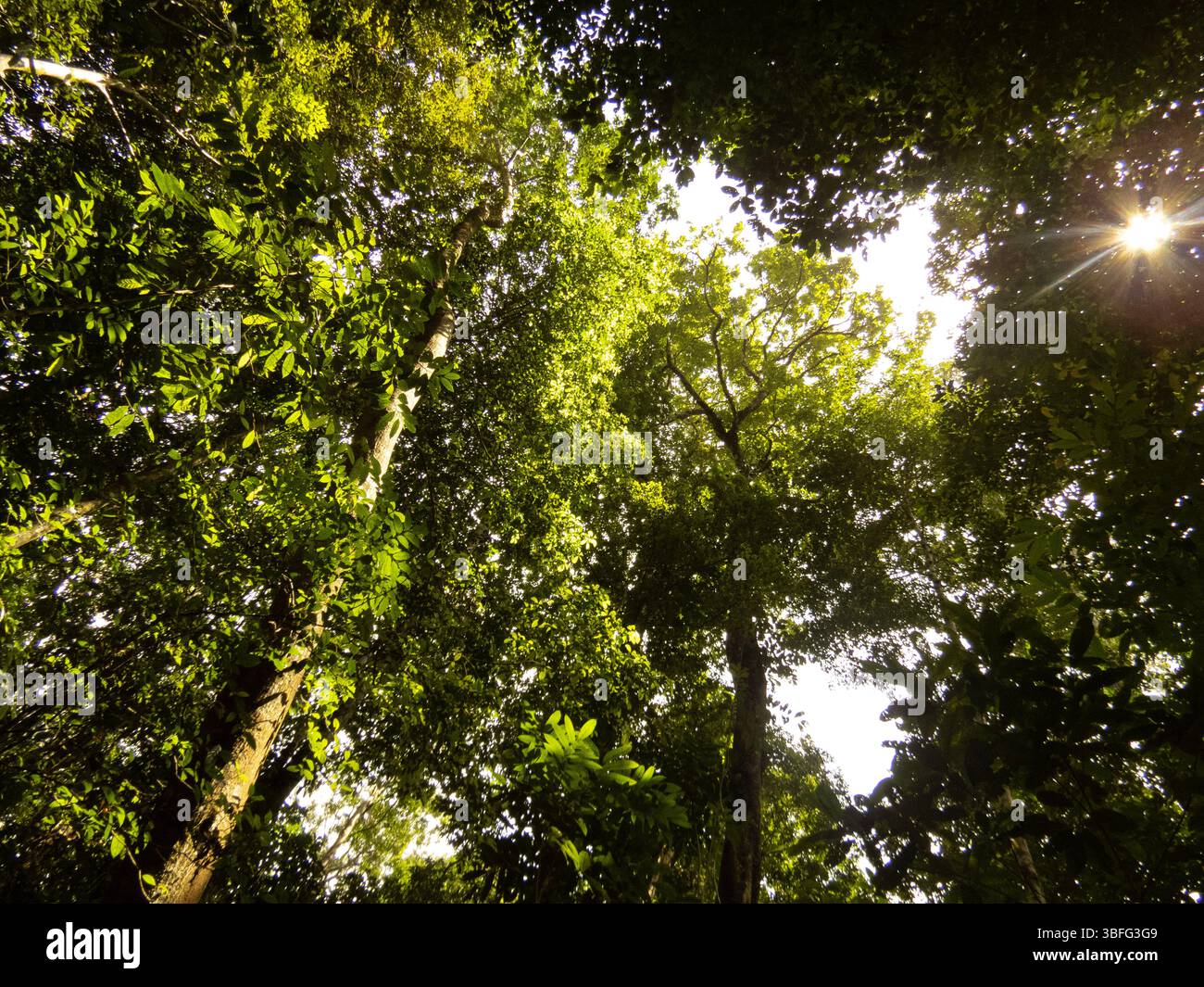 Rays sun through trees crown hi-res stock photography and images - Alamy