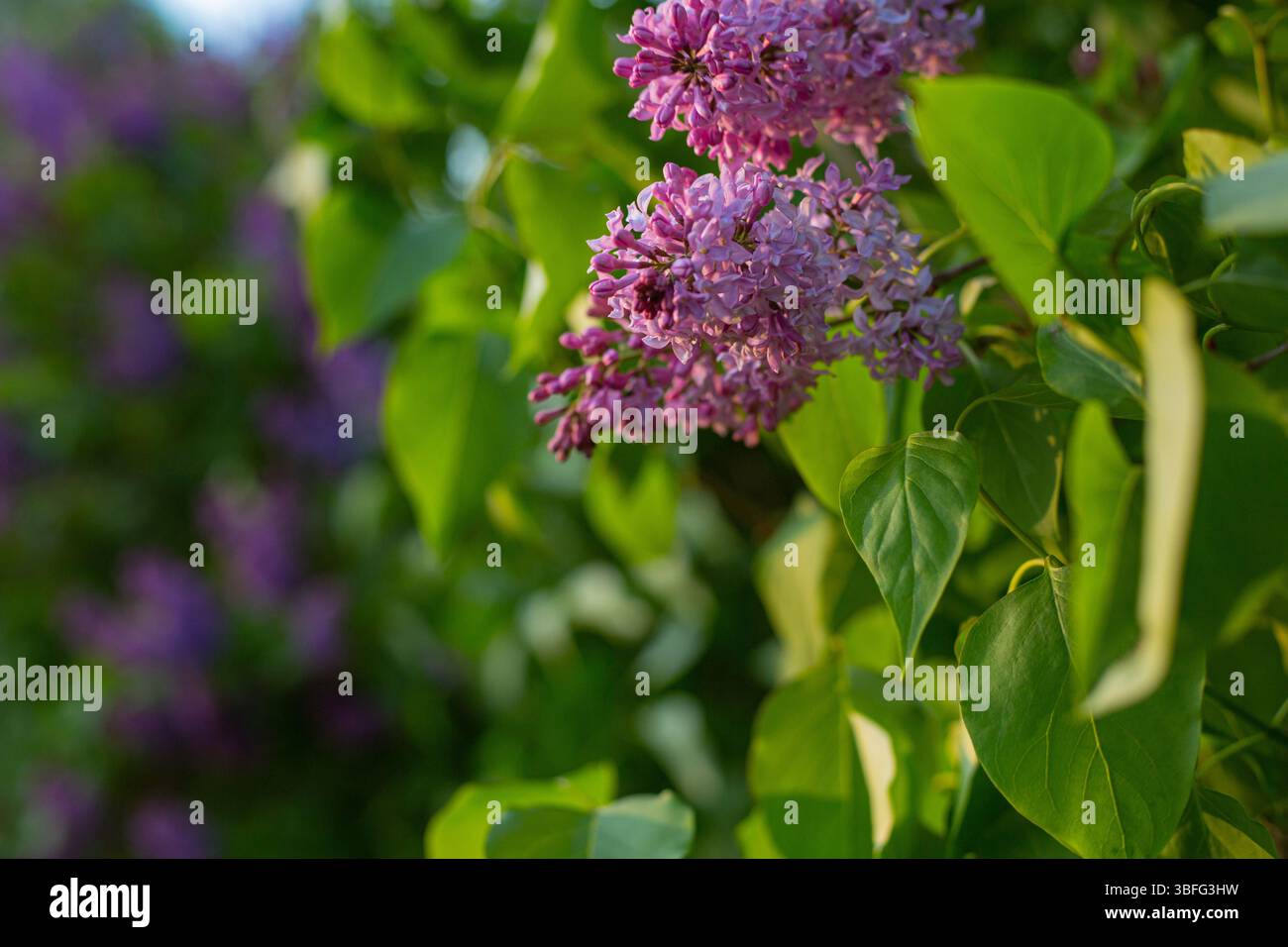 Purple lilacs in full bloom Stock Photo - Alamy