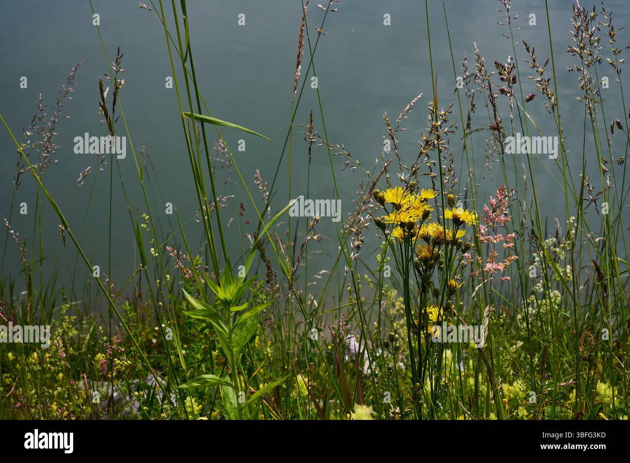 Flussufer hi-res stock photography and images - Alamy