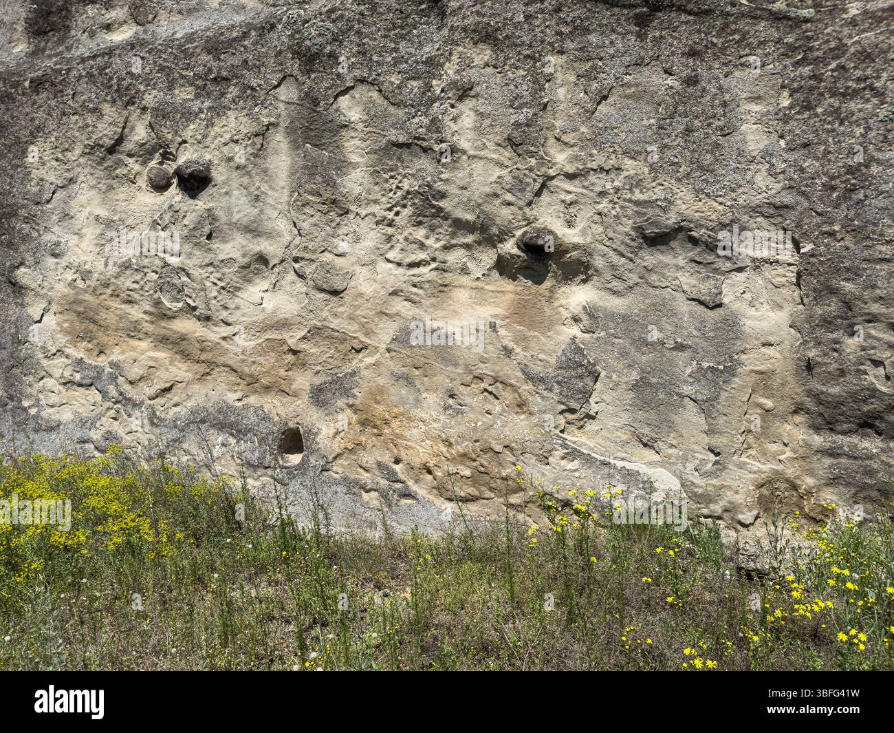 Textured stone wall with small erosion cavities and wildflowers in cave ...